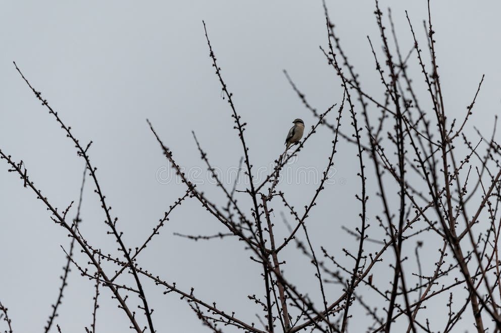 Little Blue Bird in the Tree Branches in the Czech Republic Stock Photo ...