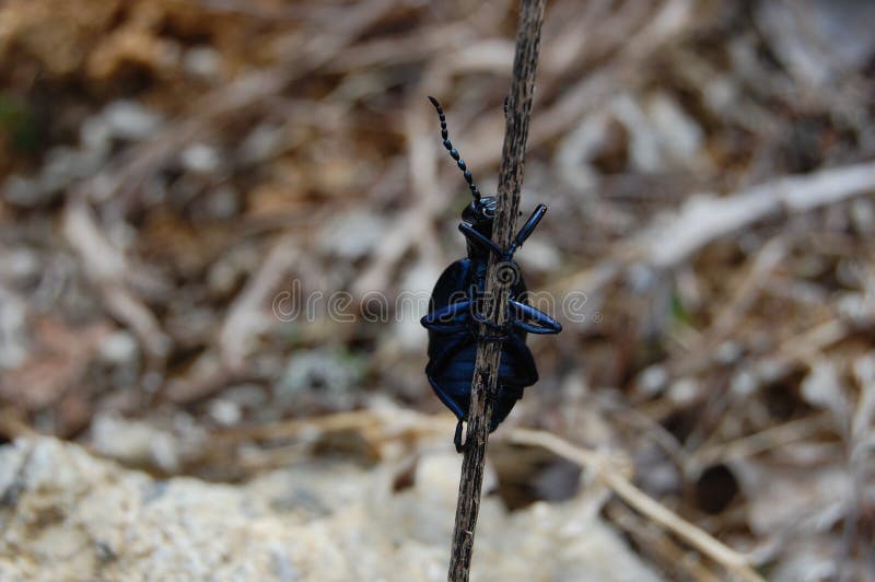 Little blue bug stock photo. Image of paja, blade, closeup - 79886000