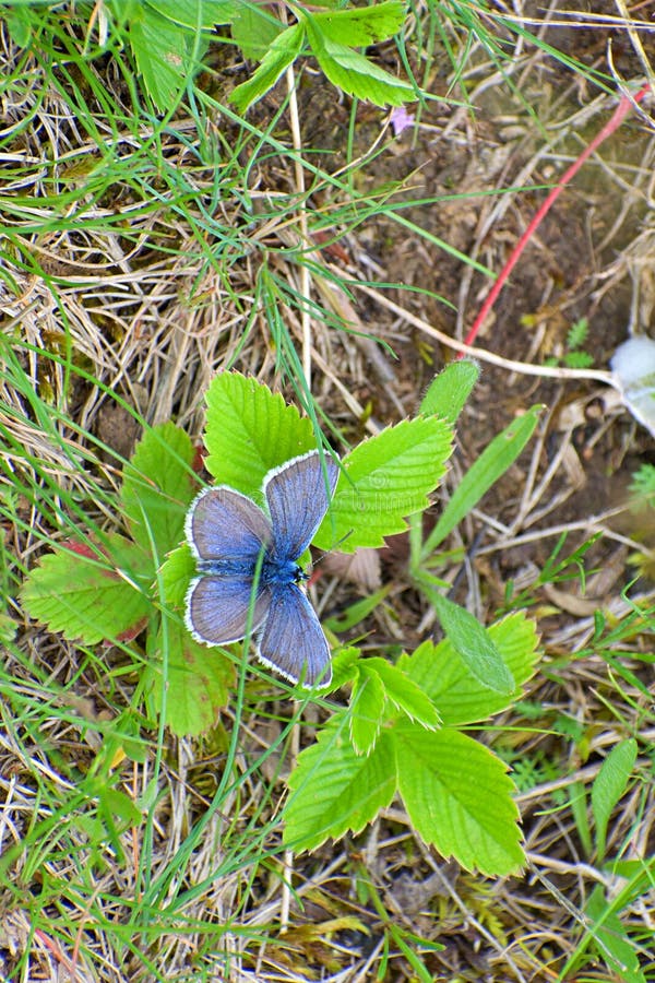 Little Blue Butterfly on Grass. Butterfly Macro Stock Image - Image of ...