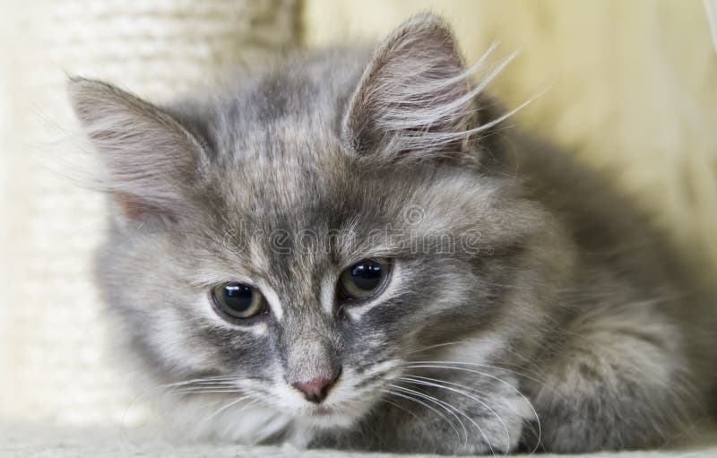 Little Blue Cat of Siberian Breed at Two Months Stock Image - Image of ...