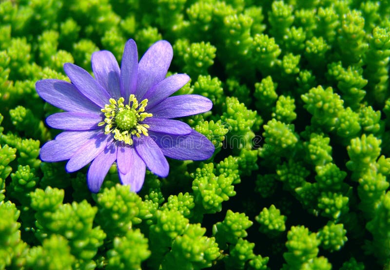 Blue daisy in green moss stock image. Image of outdoor - 611951