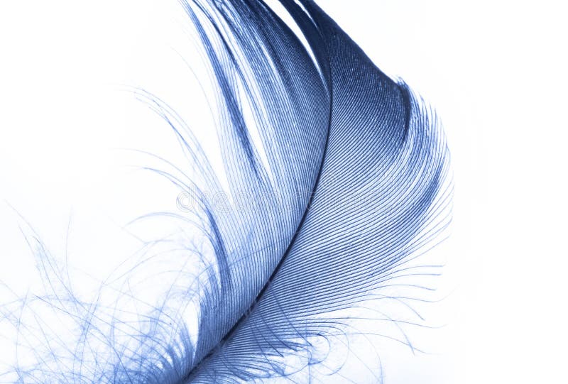 Little blue feather macro stock image. Image of fluffy - 230457289
