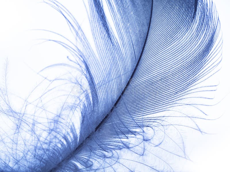 Little blue feather macro stock image. Image of closeup - 230457339