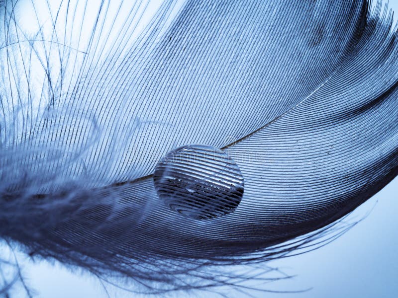 Little Blue Feather and Water Drop Stock Image - Image of background ...