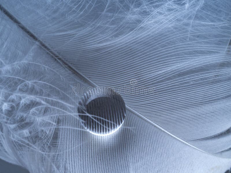 Little Blue Feather and Water Drops Stock Photo - Image of imagination ...