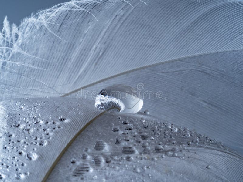 Little Blue Feather and Water Drop Stock Image - Image of feathering ...