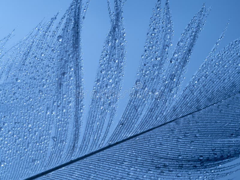 Little Blue Feather and Water Drops Stock Photo - Image of macro, blue ...
