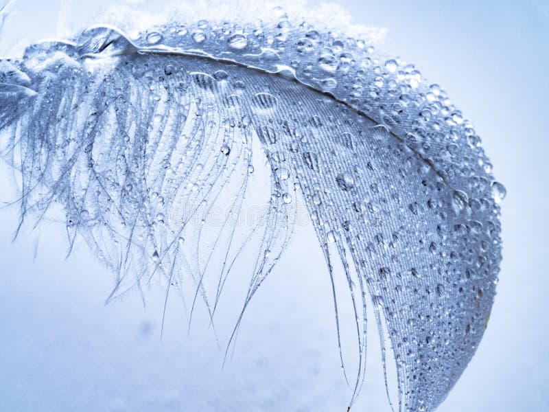 Little Blue Feather and Water Drops Stock Photo - Image of close ...