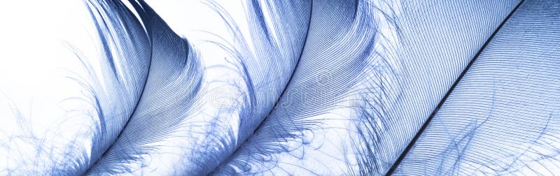 Little blue feather macro stock photo. Image of blue - 230457454