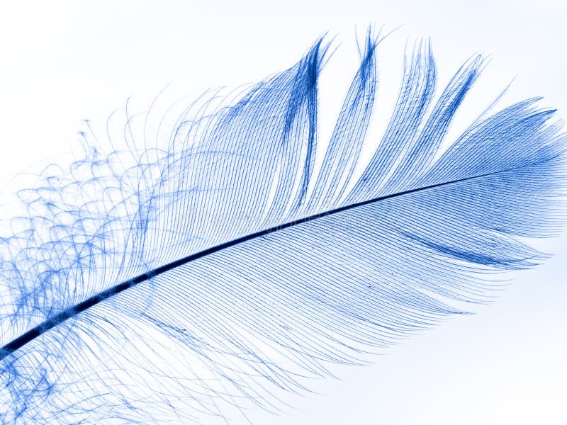 Little Blue Feather on a White Background Stock Image - Image of ...