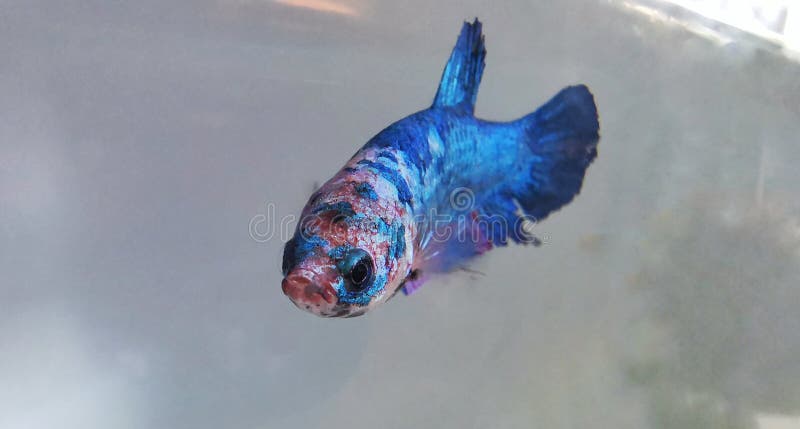 Little blue fish stock image. Image of pout, fish, colorful - 208783483