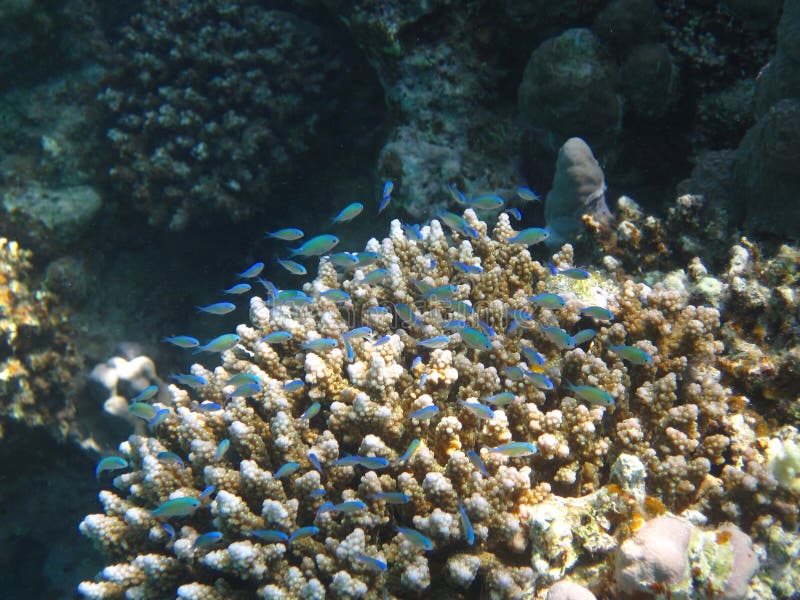 Blue fish on reef stock image. Image of dive, bottom - 29803223