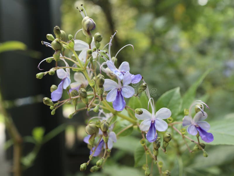 Little blue flower stock photo. Image of branch, blossom - 199179392
