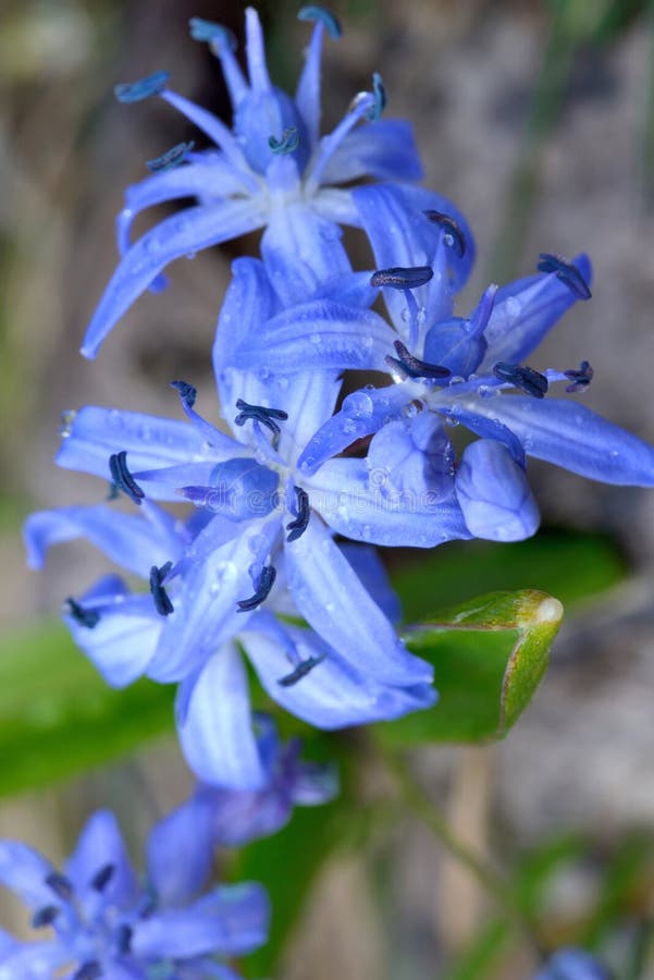 Little blue flower stock photo. Image of field, drop - 30429412