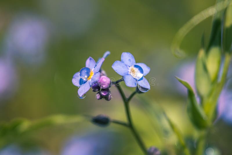 Little Blue Flowers Forget Me Not after the Rain Stock Image - Image of ...