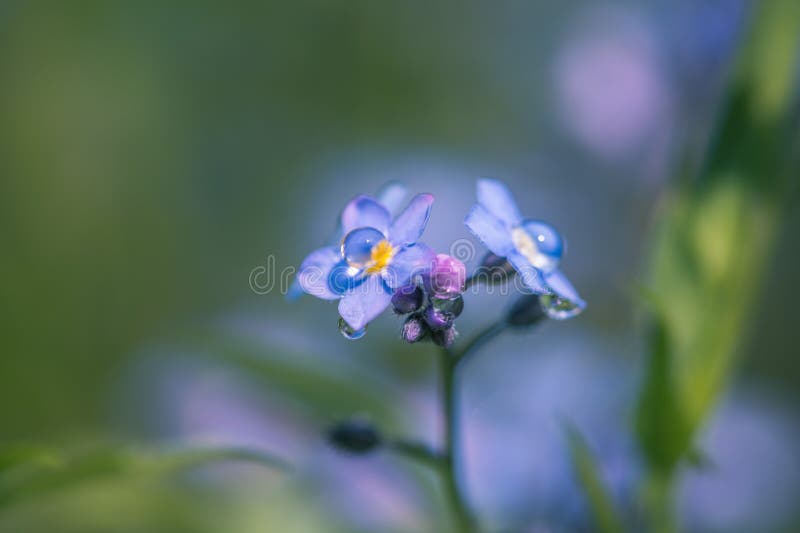 Little Blue Flowers Forget Me Not after the Rain Stock Image - Image of ...