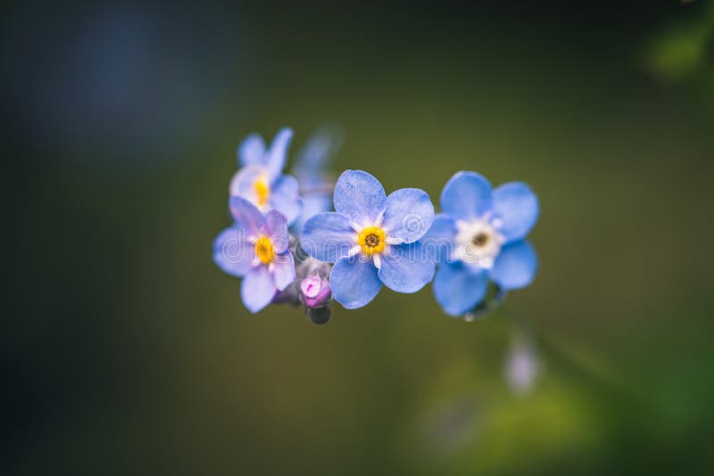 Little Blue Flowers Forget Me Not Stock Photo - Image of green, shallow ...