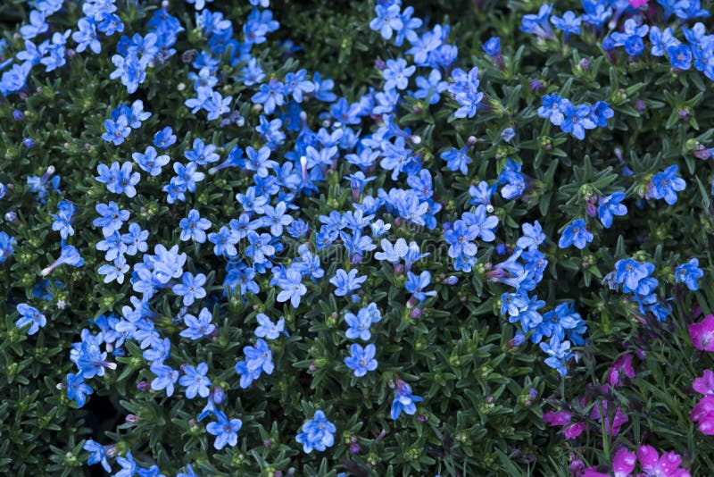 380+ Little blue flowers Free Stock Photos - StockFreeImages