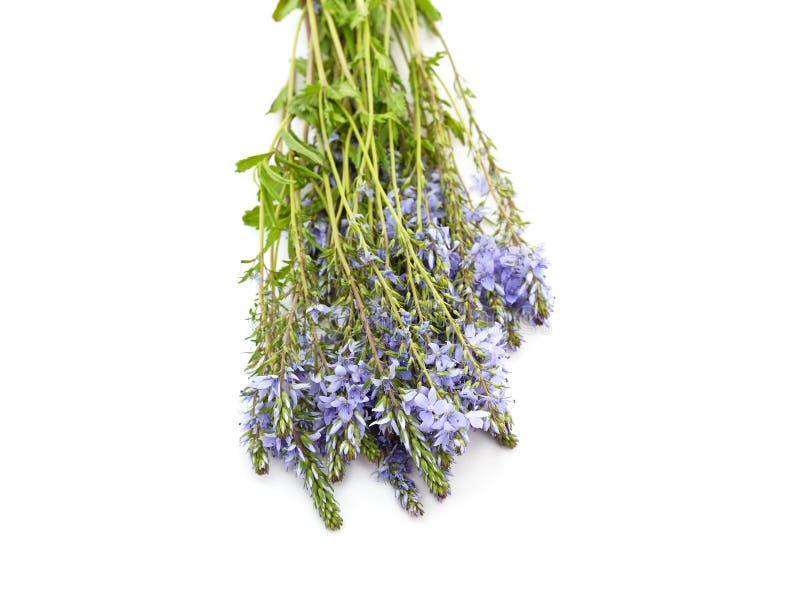 Little blue flowers stock image. Image of nature, blue - 278232177