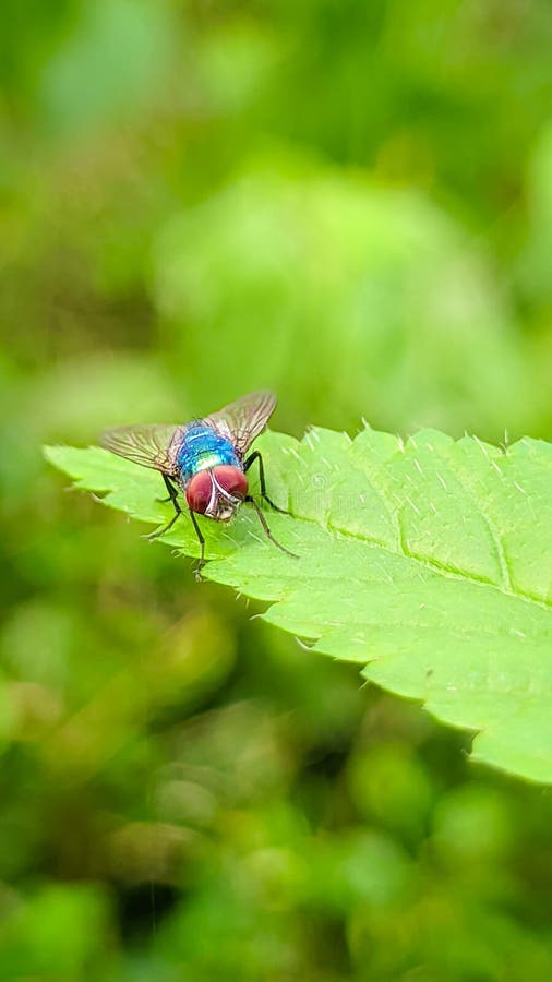 Little Blue Fly on Leaf Alone in Home Garden Stock Image - Image of ...