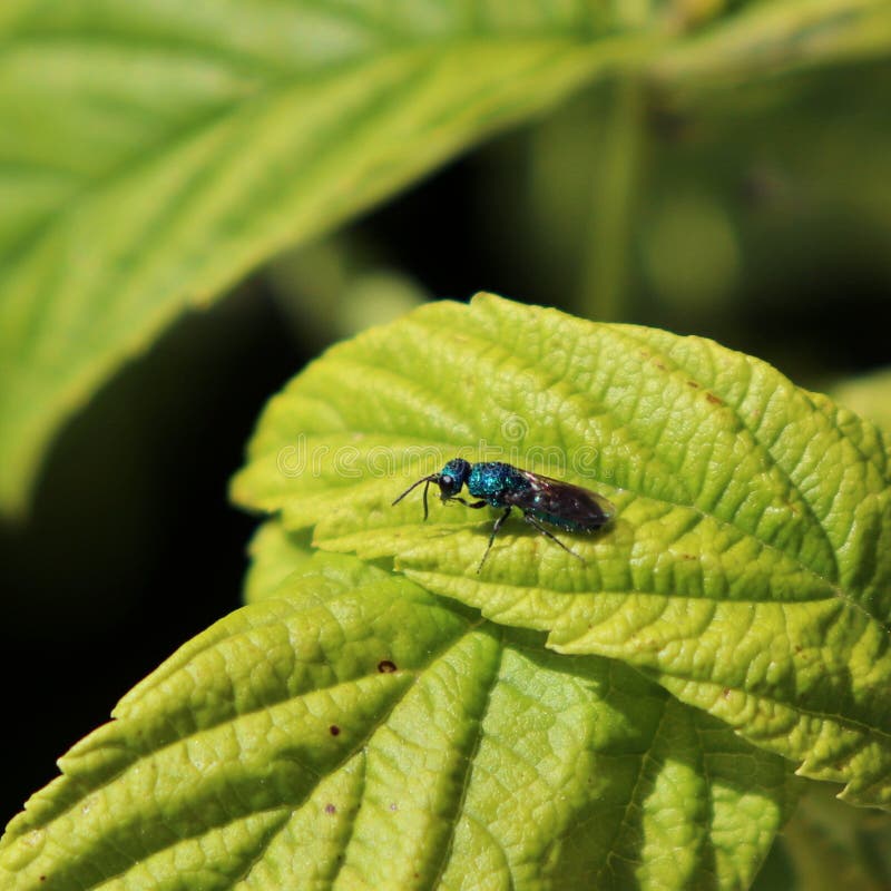 Blue Fly Stock Photos - Download 289,028 Royalty Free Photos