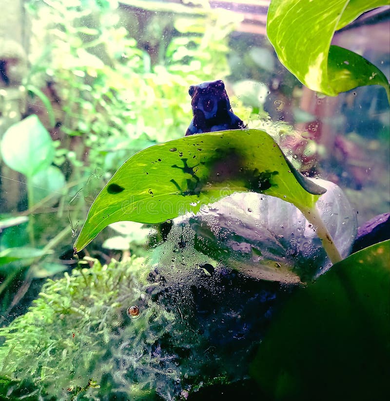 Blue Frog stock image. Image of tropical, macro, rocks - 8845865