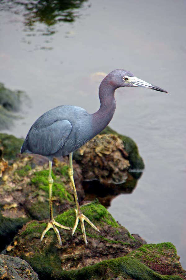 Little Blue Heron stock photo. Image of ecology, natural - 13467992