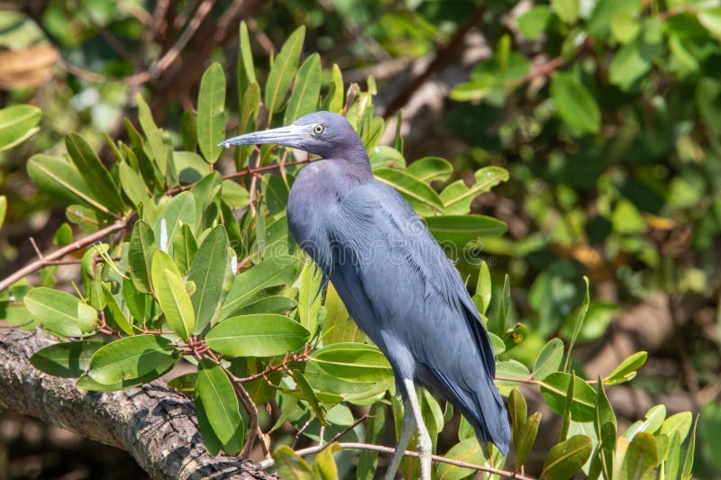 A Little Blue Heron in Costa Rica Stock Image - Image of wildlife ...