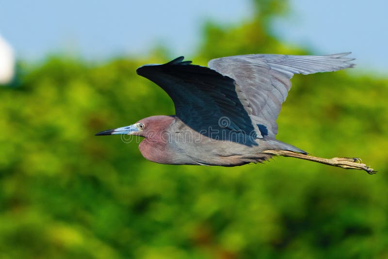 Little Blue Heron in Flight Stock Image - Image of grey, caerulea ...