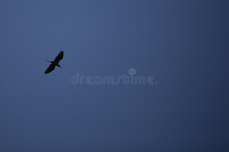 Little Blue Heron in Flight Stock Photo - Image of american, flight ...