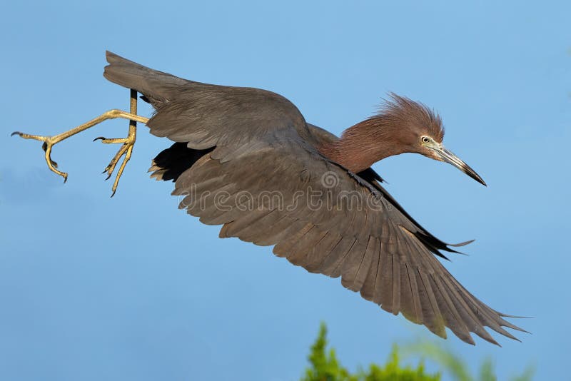 Little Blue Heron in Flight Stock Image - Image of ardea, flying: 227011335