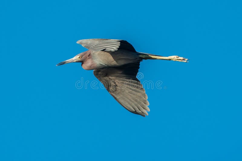 Little Blue Heron in Flight Stock Photo - Image of great, fresh: 56736336