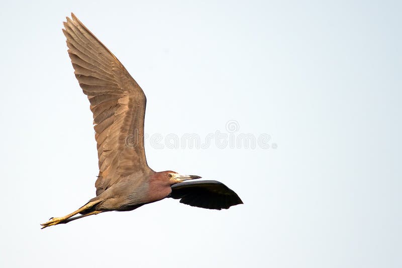 Little Blue Heron stock image. Image of shorebird, avian - 43315843