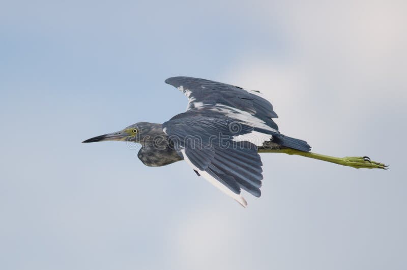 Little Blue Heron stock photo. Image of wildlife, blue - 33465140