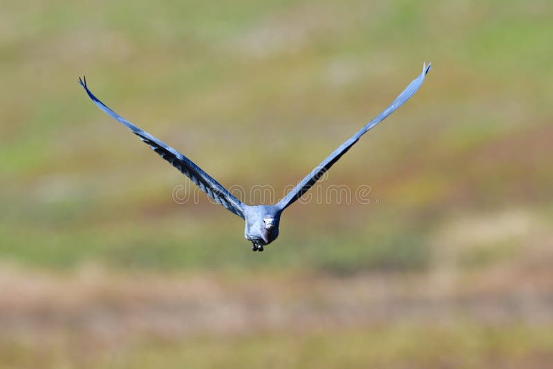 Little Blue Heron Flying Head on Stock Photo - Image of twig, animal ...