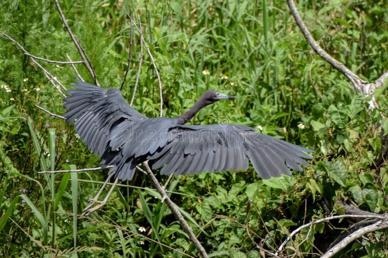 Little Blue Heron Flying Over Swamp Grass Stock Image - Image of ...