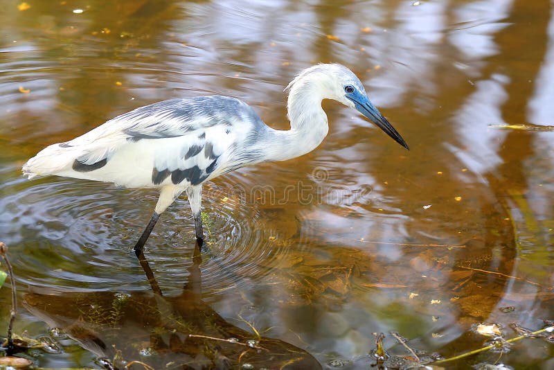 Little Blue Heron Juvenile stock photo. Image of juvenile - 255758006