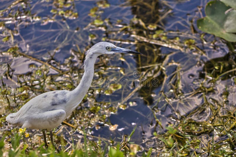 Little Blue Heron, Juvenile Stock Image - Image of bird, park: 39525837