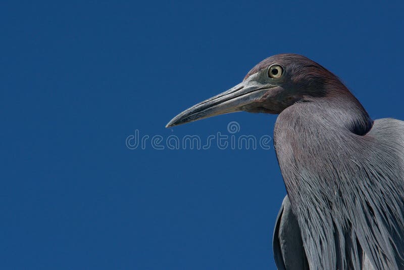 Little Blue Heron stock image. Image of eyes, heron, focus - 66806365