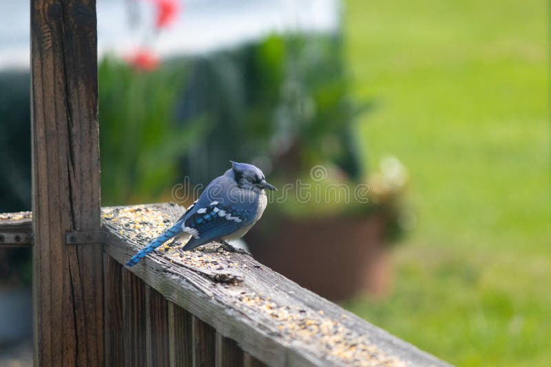 Little Blue Jay Sleeping on the Railing of My Deck Stock Photo - Image ...