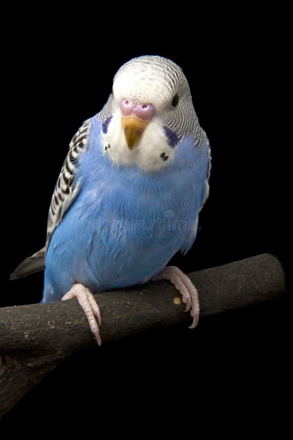 The Little Blue Parrot is on a Branch Stock Photo - Image of background ...