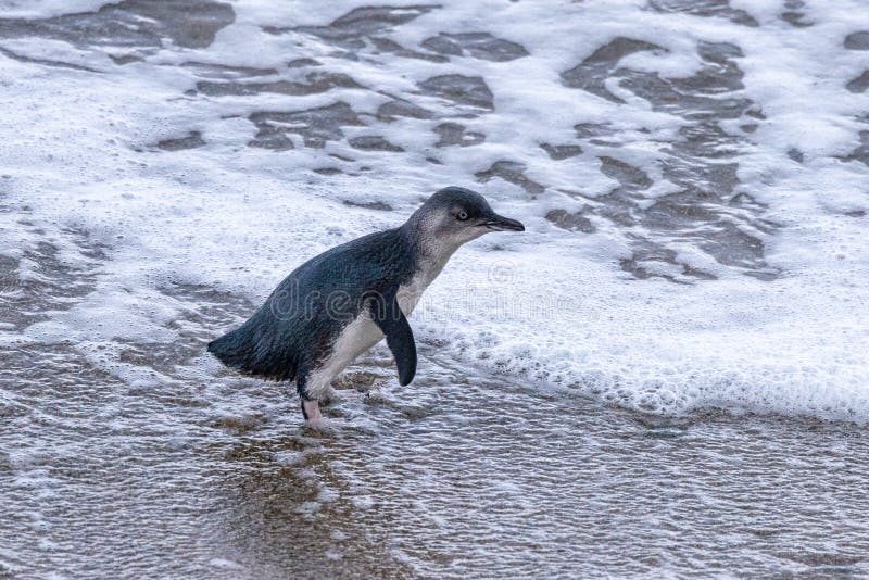 Little Blue Penguin of Australasia Stock Photo - Image of close, avian ...