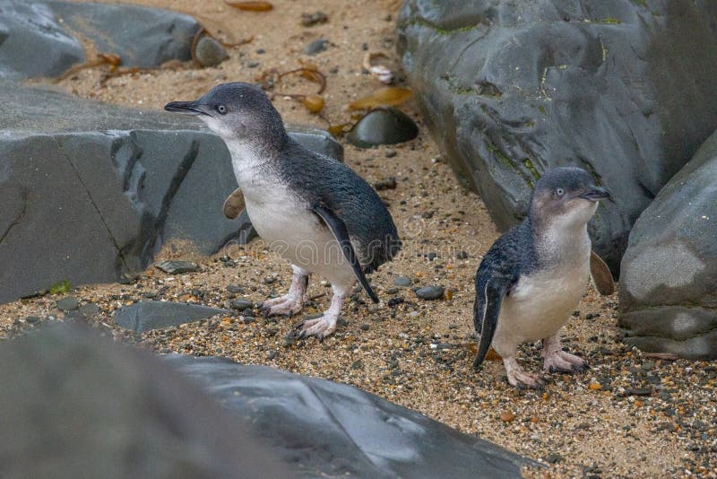 Little Blue Penguin of Australasia Stock Image - Image of beautiful ...