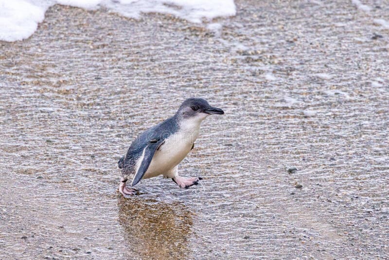 Little Blue Penguin of Australasia Stock Photo - Image of birding ...