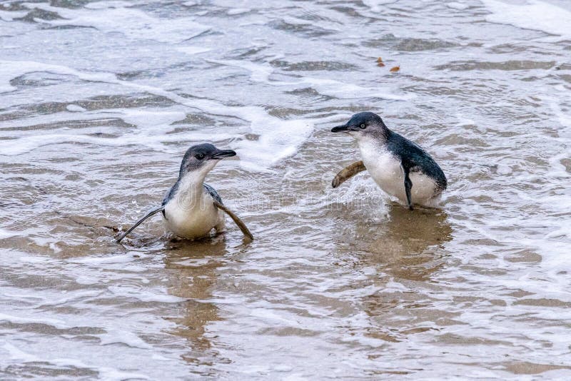 Little Blue Penguin of Australasia Stock Photo - Image of natural, aves ...