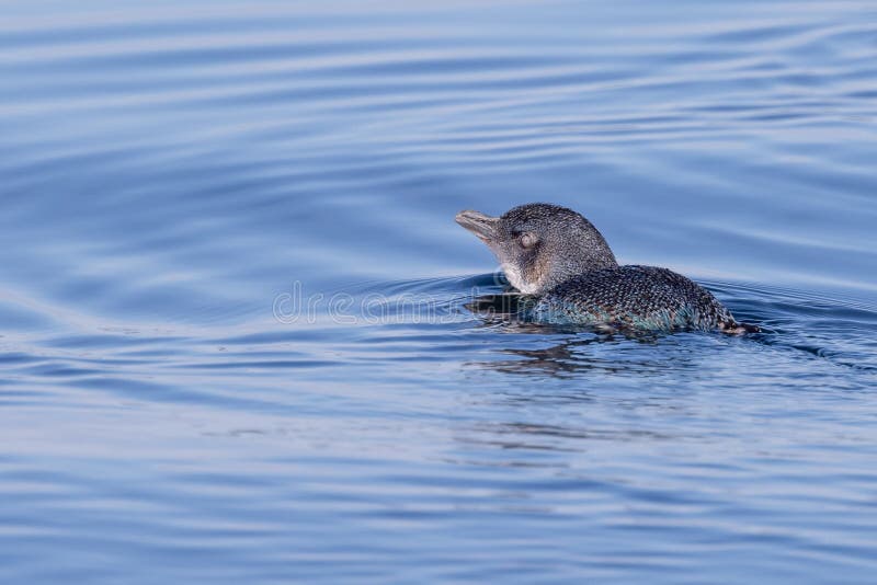 Little Blue Penguin of Australasia Stock Photo - Image of endangered ...