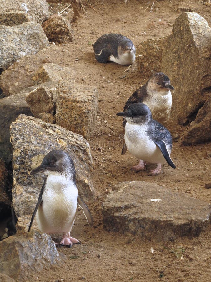 Little Blue Penguins, Eudyptula Minor Stock Photo - Image of southern ...