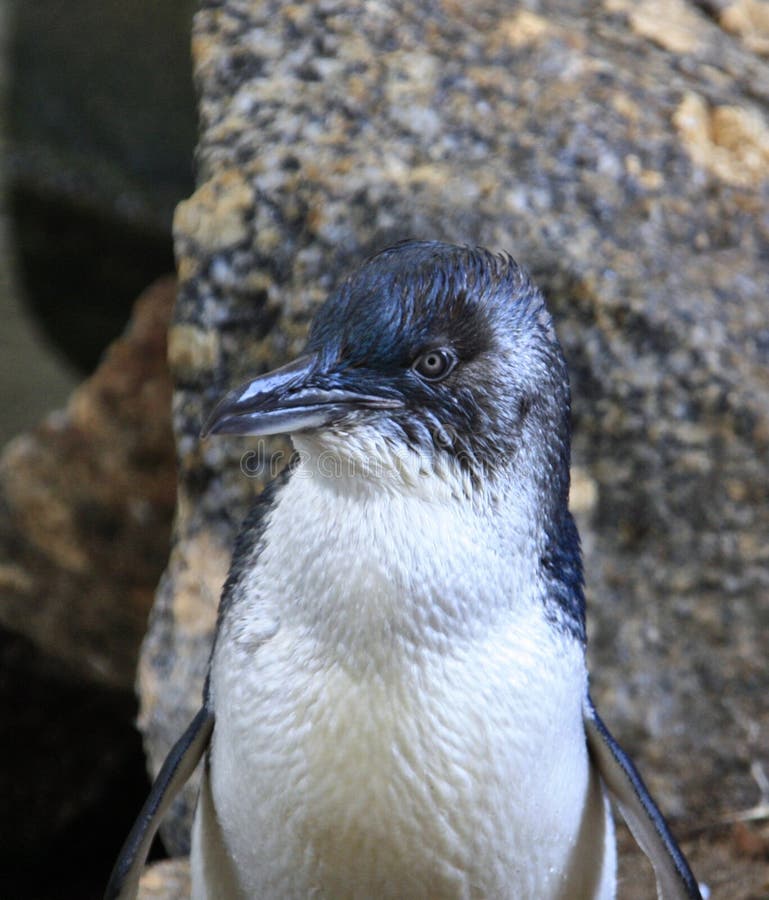 Little Penguins Eudyptula Minor Photos - Free & Royalty-Free Stock ...