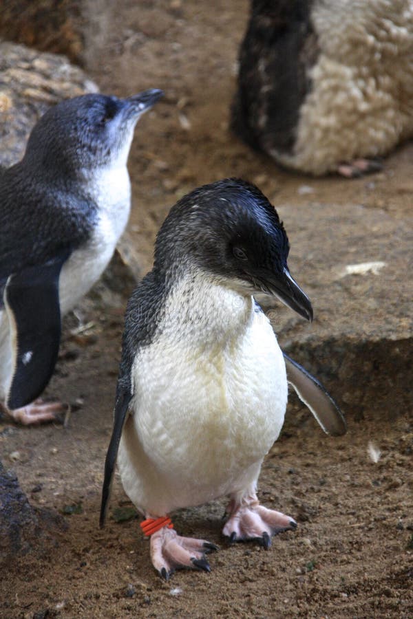 Little Blue Penguins, Eudyptula Minor Stock Image - Image of fairy ...