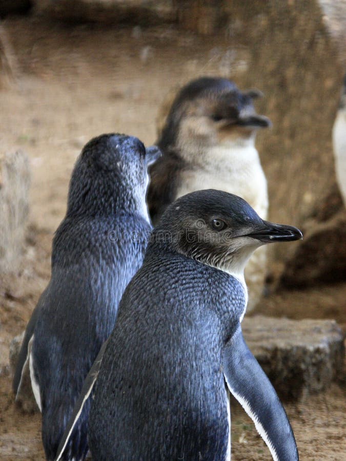Little Blue Penguins, Eudyptula Minor Stock Photo - Image of extinction ...